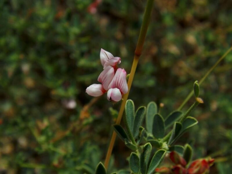 الحيثران - النوع الثاني - طبيعة السعودية