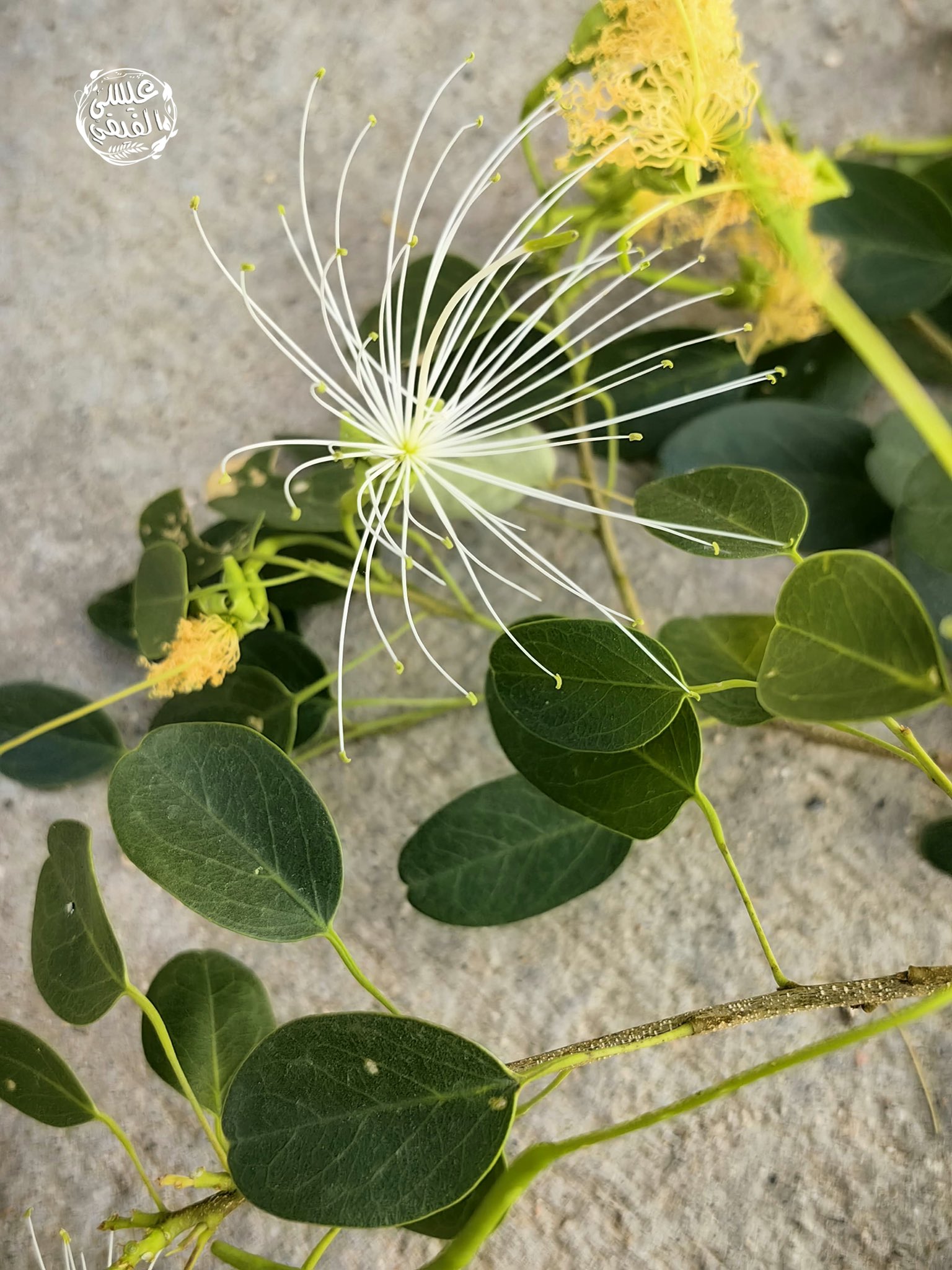 القضب / Maerua angolensis - طبيعة السعودية