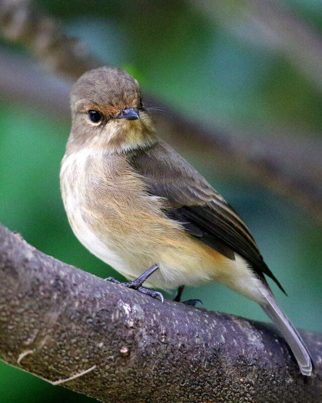 صائد ذباب جامباجي - طبيعة السعودية