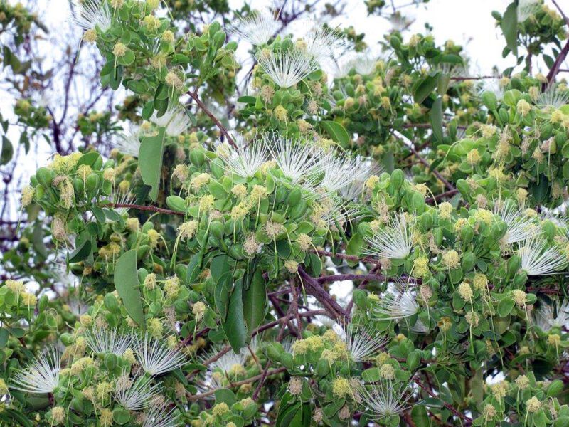 القضب - طبيعة السعودية