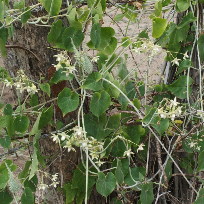 الغلقة - النوع الثاني - طبيعة السعودية