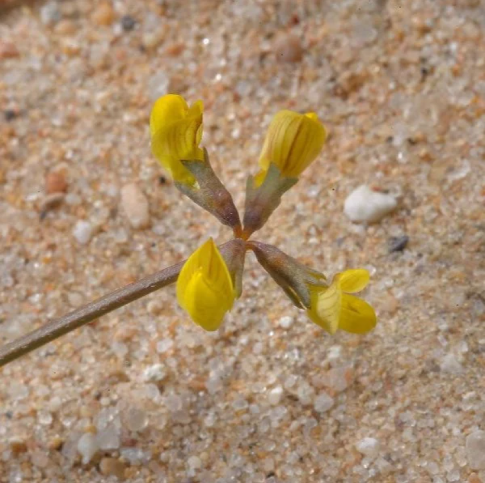 أم حلق 2 / Hippocrepis unisiliquosa subsp. bisiliqua - طبيعة السعودية
