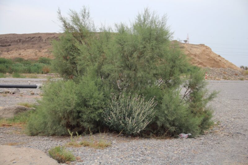 الطرفاء 8 / Tamarix pycnocarpa - طبيعة السعودية
