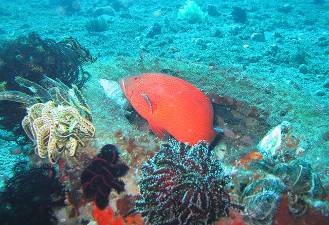 Cephalopholis sonnerati - طبيعة السعودية