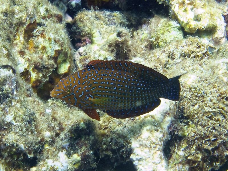 Macropharyngodon bipartitus - طبيعة السعودية