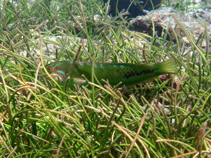 Novaculoides - طبيعة السعودية