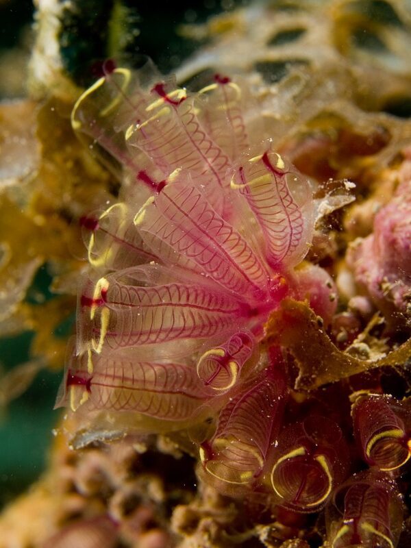 Clavelinidae - طبيعة السعودية