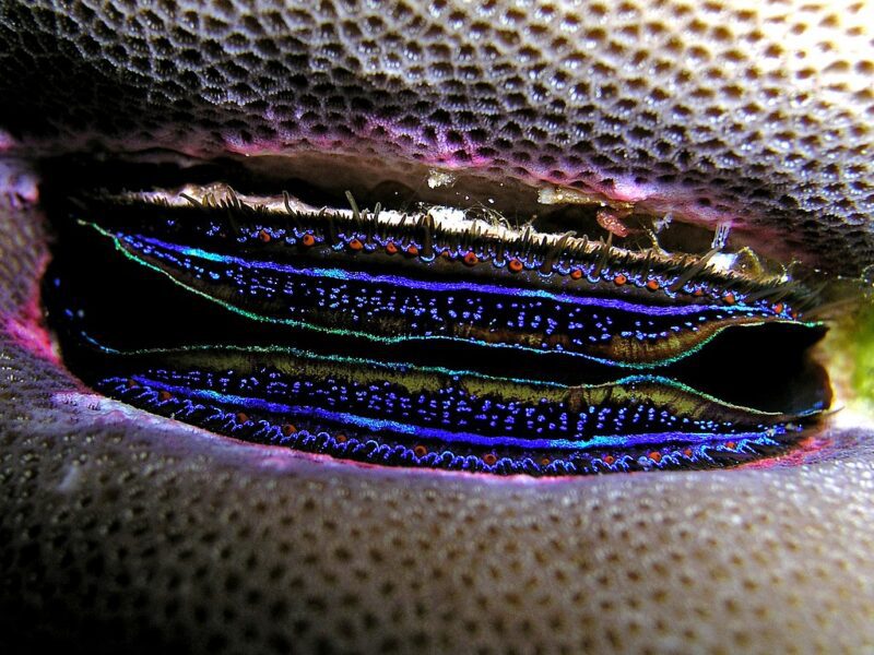 Pedum spondyloideum - طبيعة السعودية