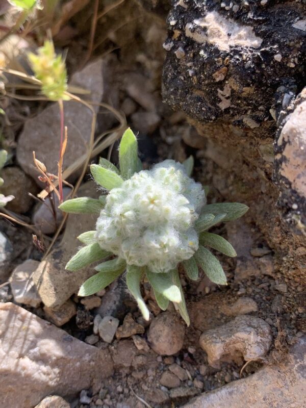 Filago - طبيعة السعودية